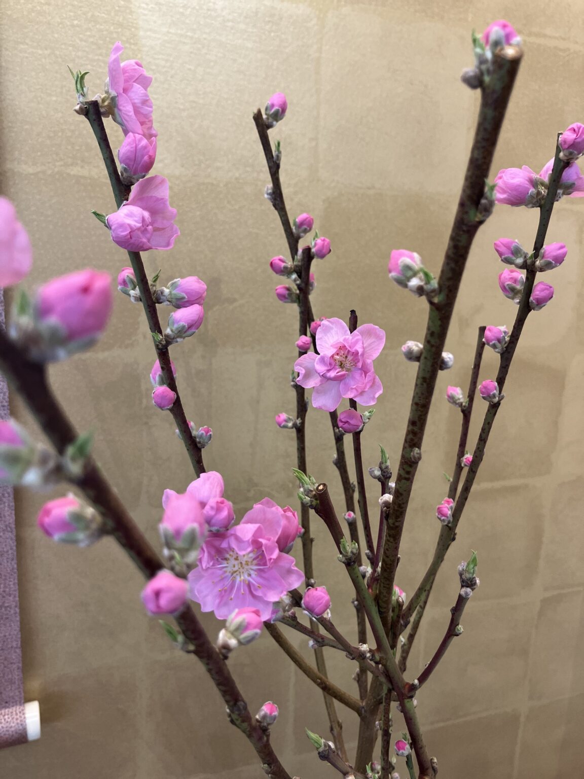 peach blossom桃の花